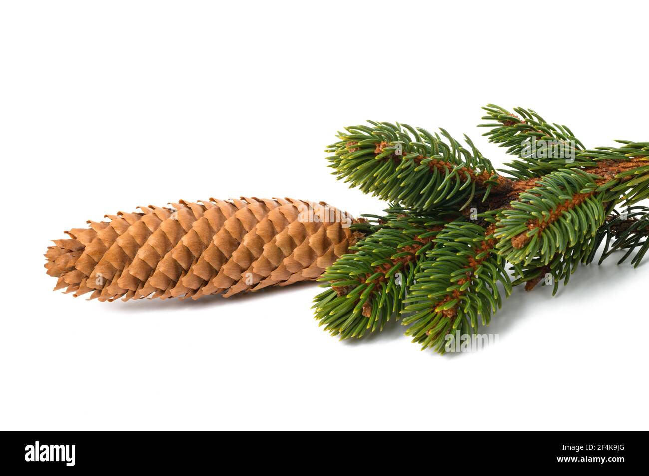 Norway spruce cone hi-res stock photography and images - Alamy