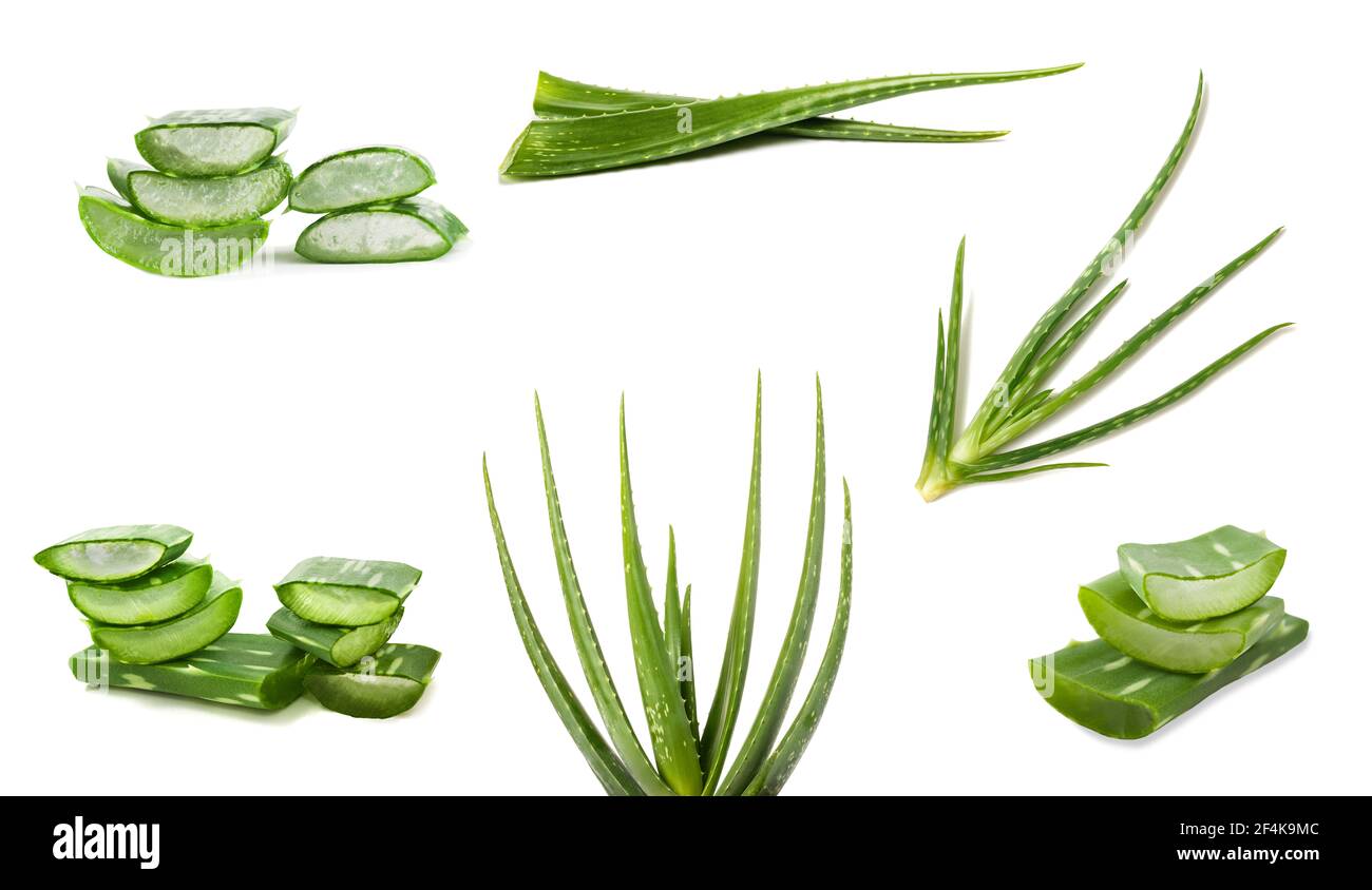 aloe vera mix isolated on white background Stock Photo - Alamy