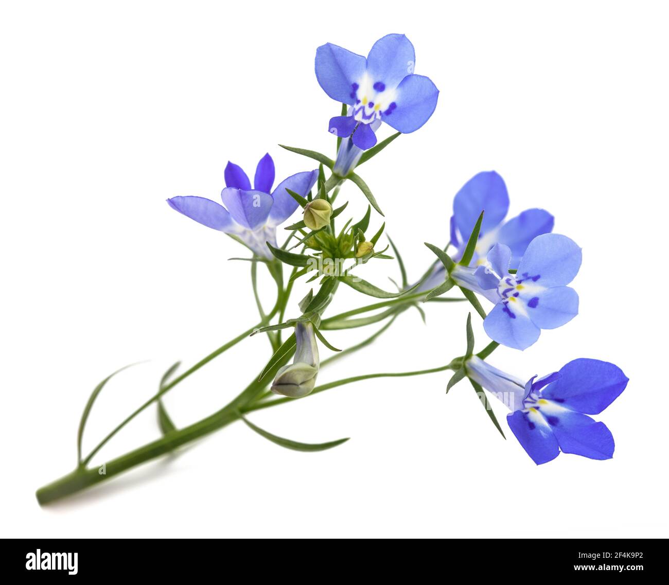 White Lobelia High Resolution Stock Photography and Images - Alamy