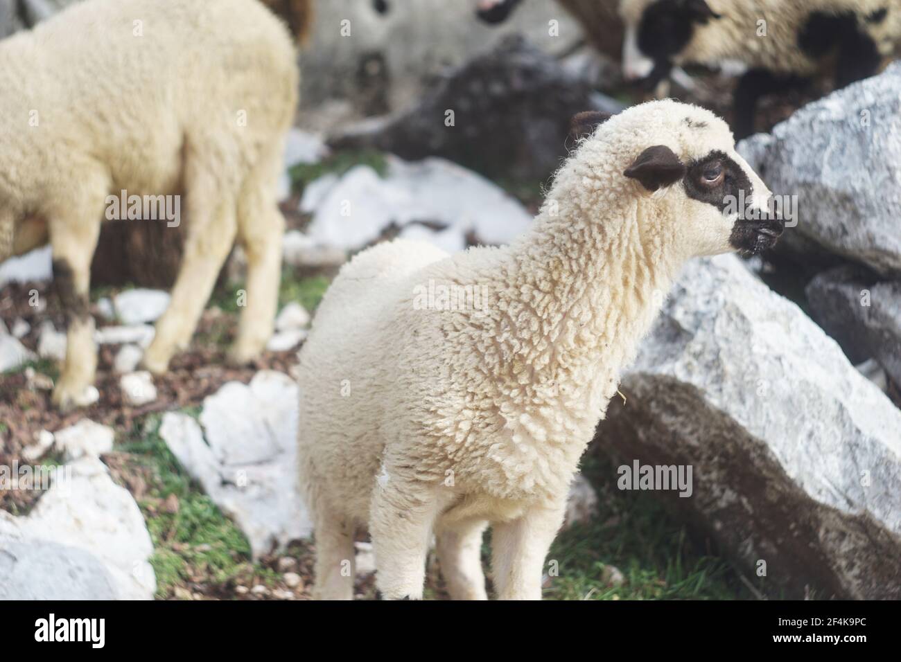 Sheep holder hi-res stock photography and images - Alamy
