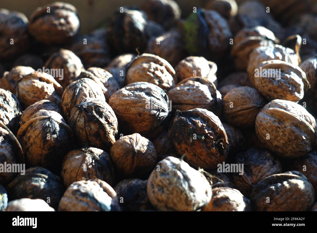 Food nuts wallnut walnut wallnuts hi-res stock photography and images ...