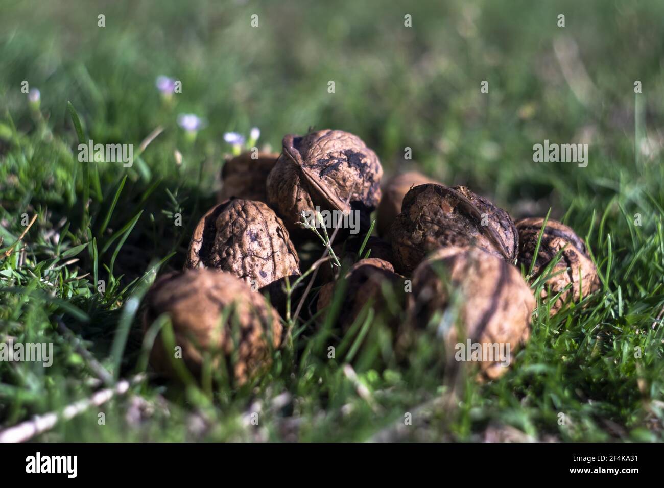 Food nuts wallnut walnut wallnuts hi-res stock photography and images ...