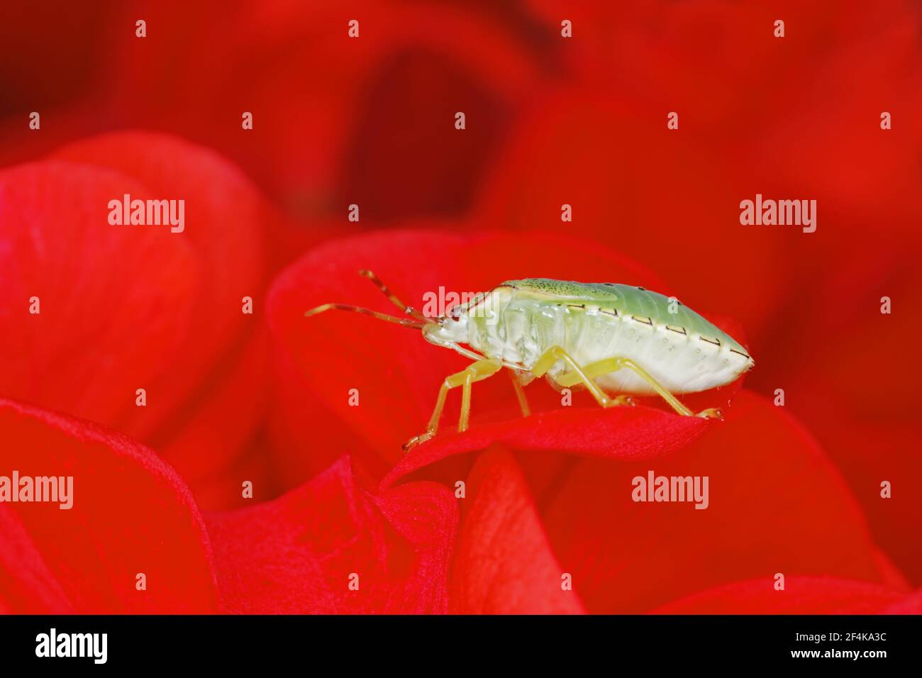 Green shield bug uk hi-res stock photography and images - Alamy