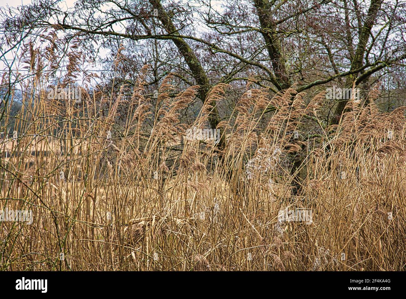 Grass dry grass hi-res stock photography and images - Alamy