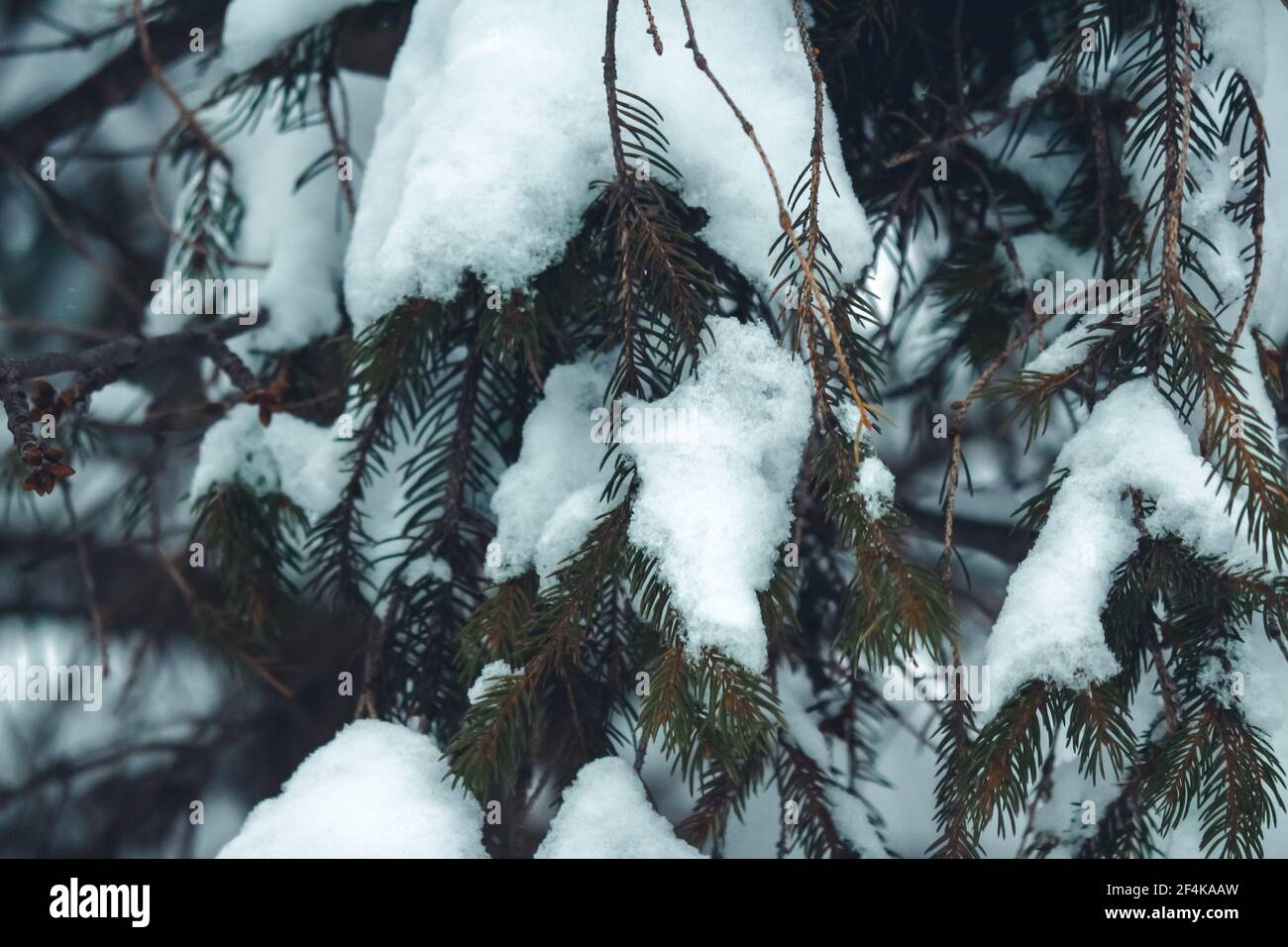Closeup shot of a snowy fir tree in winter Stock Photo - Alamy