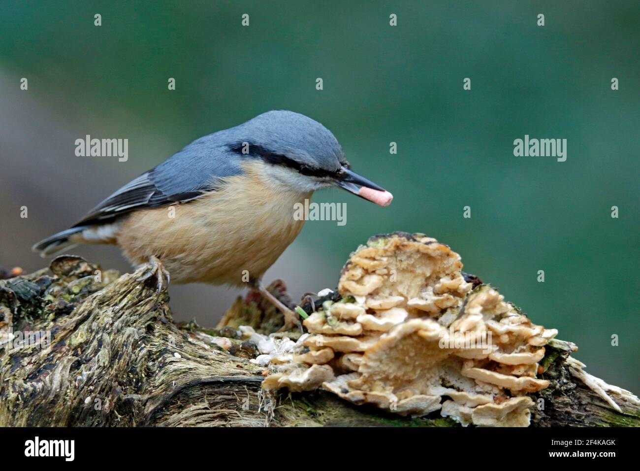 Nuthatch collecting and caching food in the woods Stock Photo - Alamy