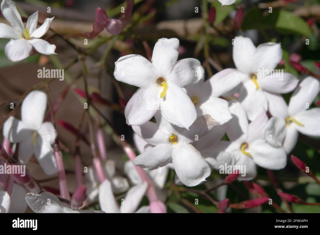 Close-up of a wonderful plant of jasmine, with its characteristic white ...