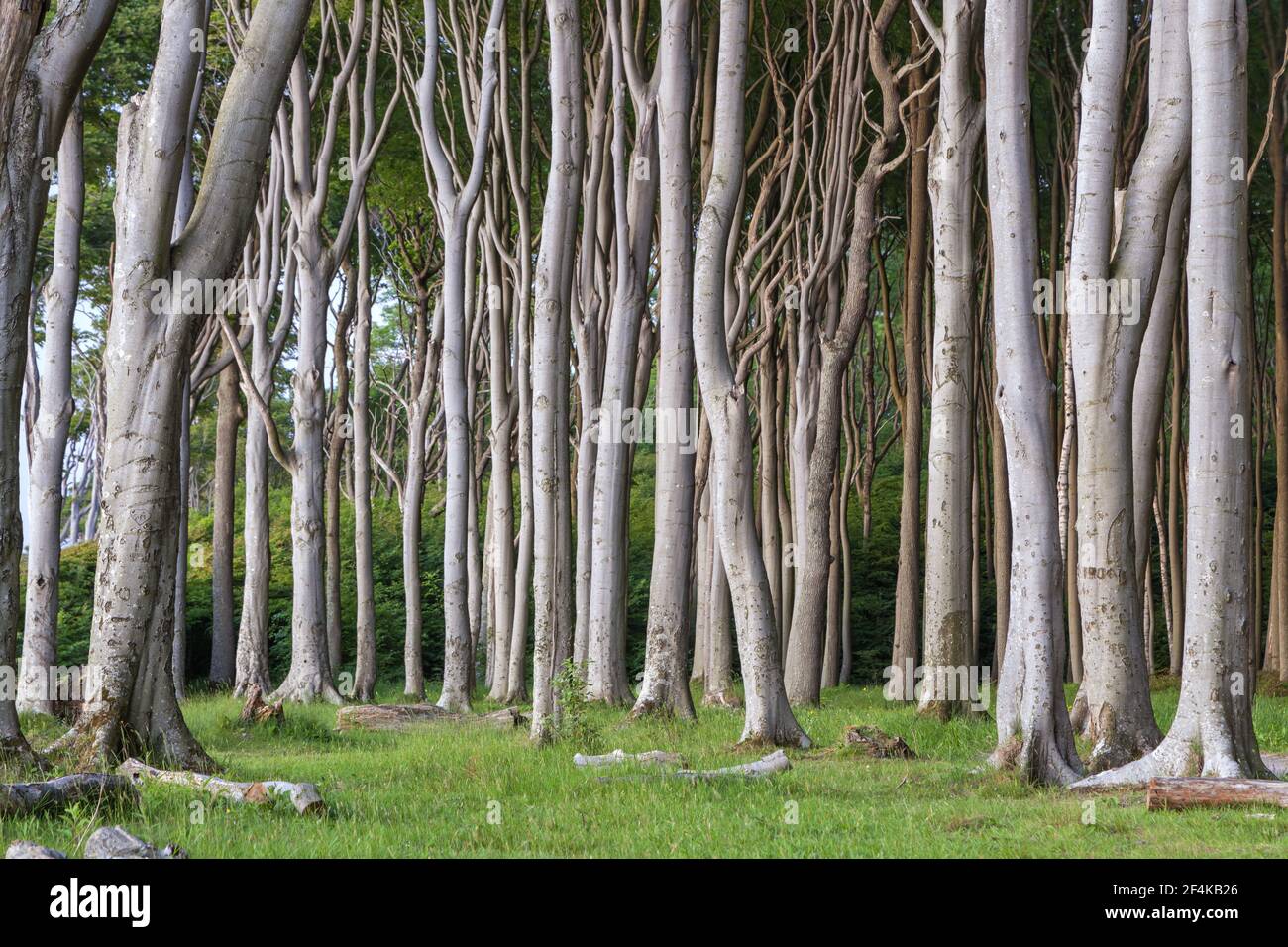 Nienhagen hi-res stock photography and images - Alamy