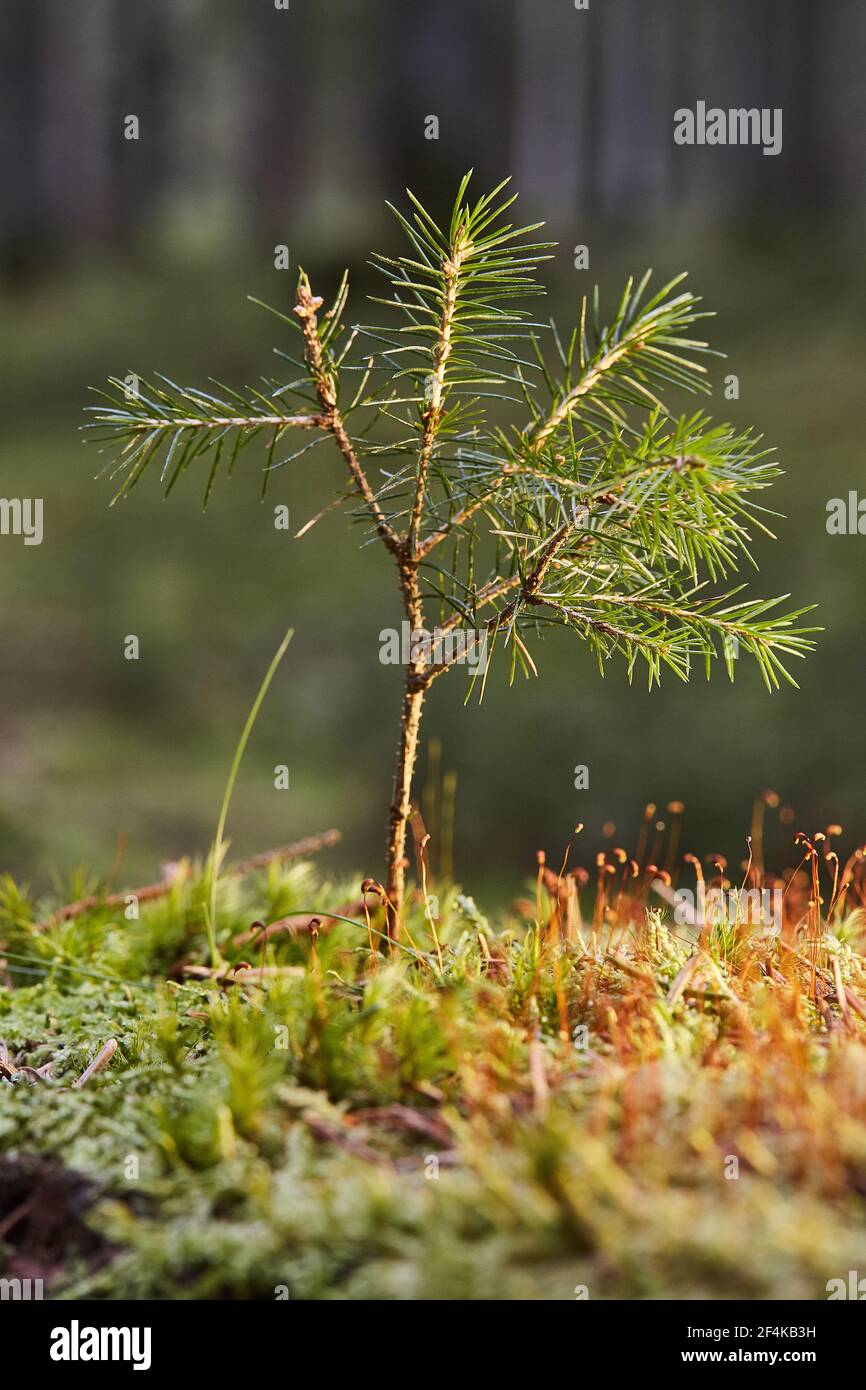 a very small pine tree growing in forest Stock Photo - Alamy