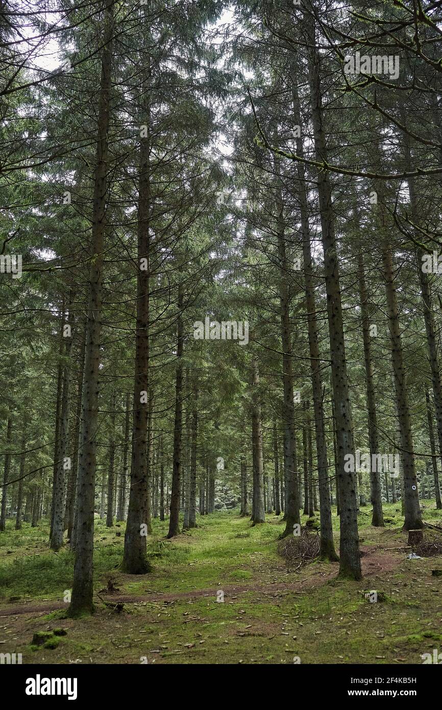 Large green trees in beautiful hi-res stock photography and images - Alamy