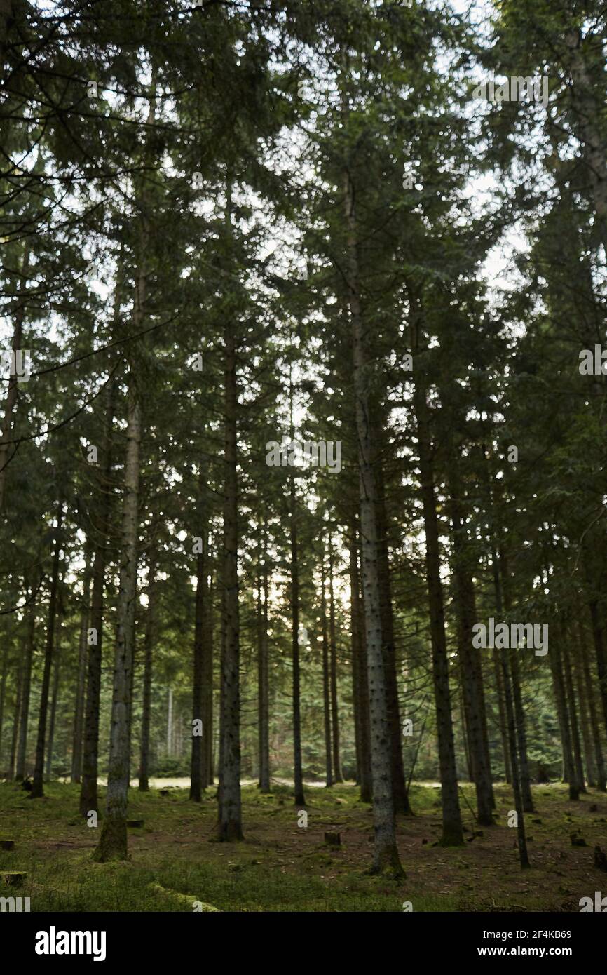 Large green trees in beautiful hi-res stock photography and images - Alamy