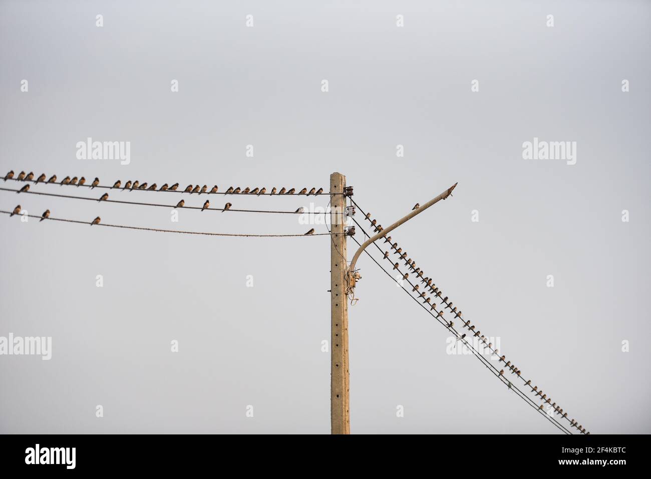 Birds on the wire, Little birds on a cable Stock Photo - Alamy