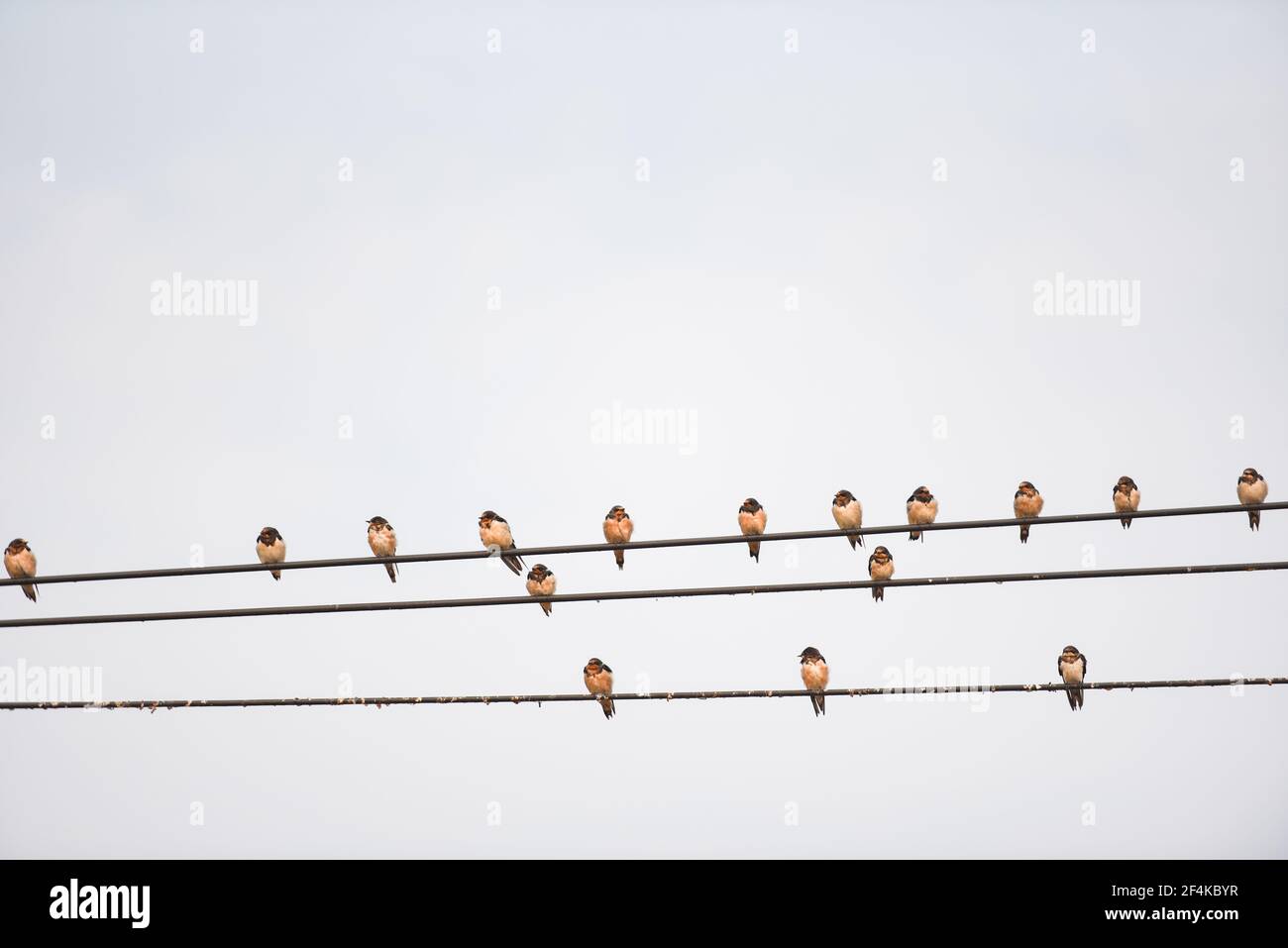 Birds on the wire, Little birds on a cable Stock Photo - Alamy