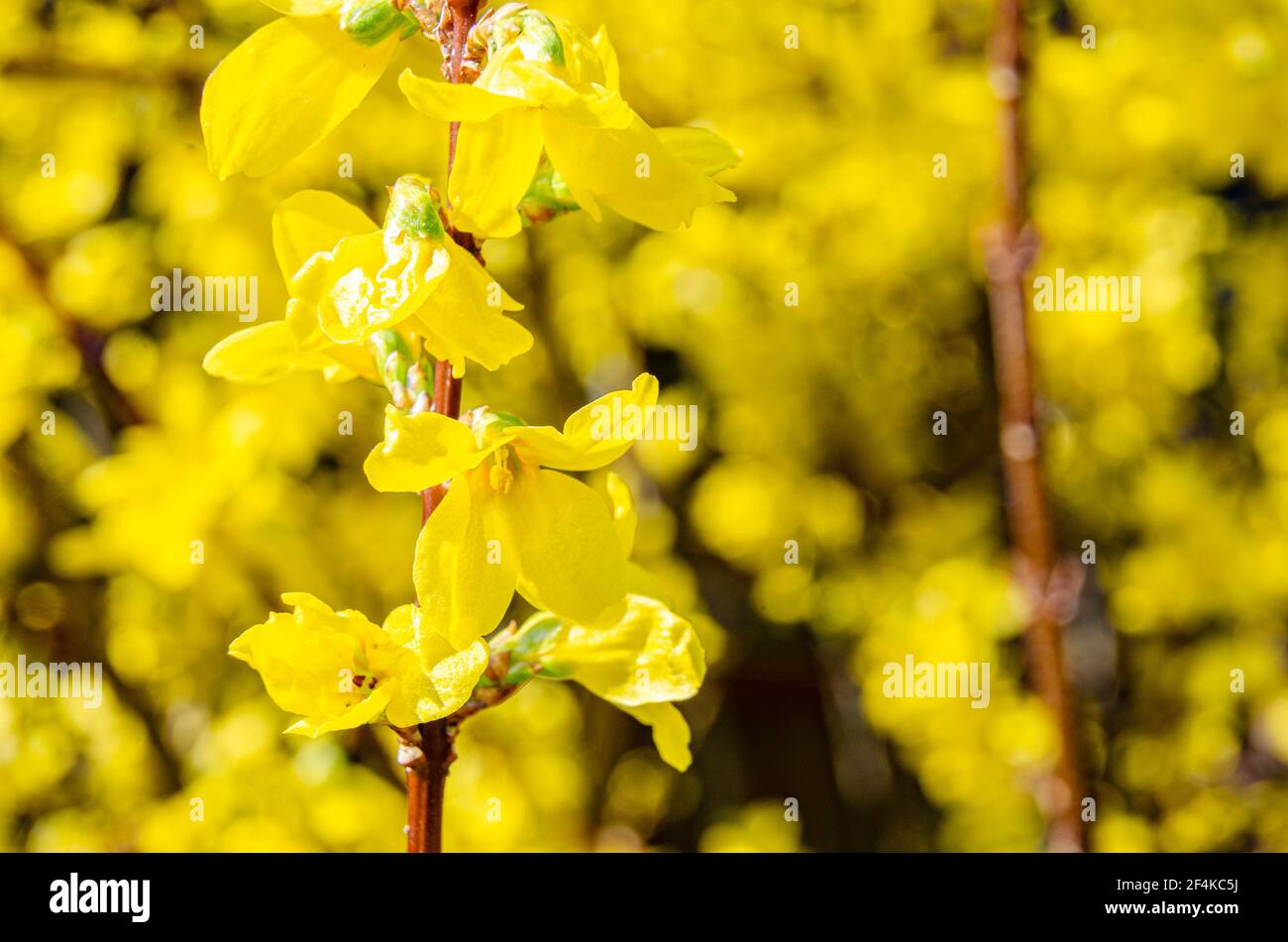 Forsythia close up hi-res stock photography and images - Alamy