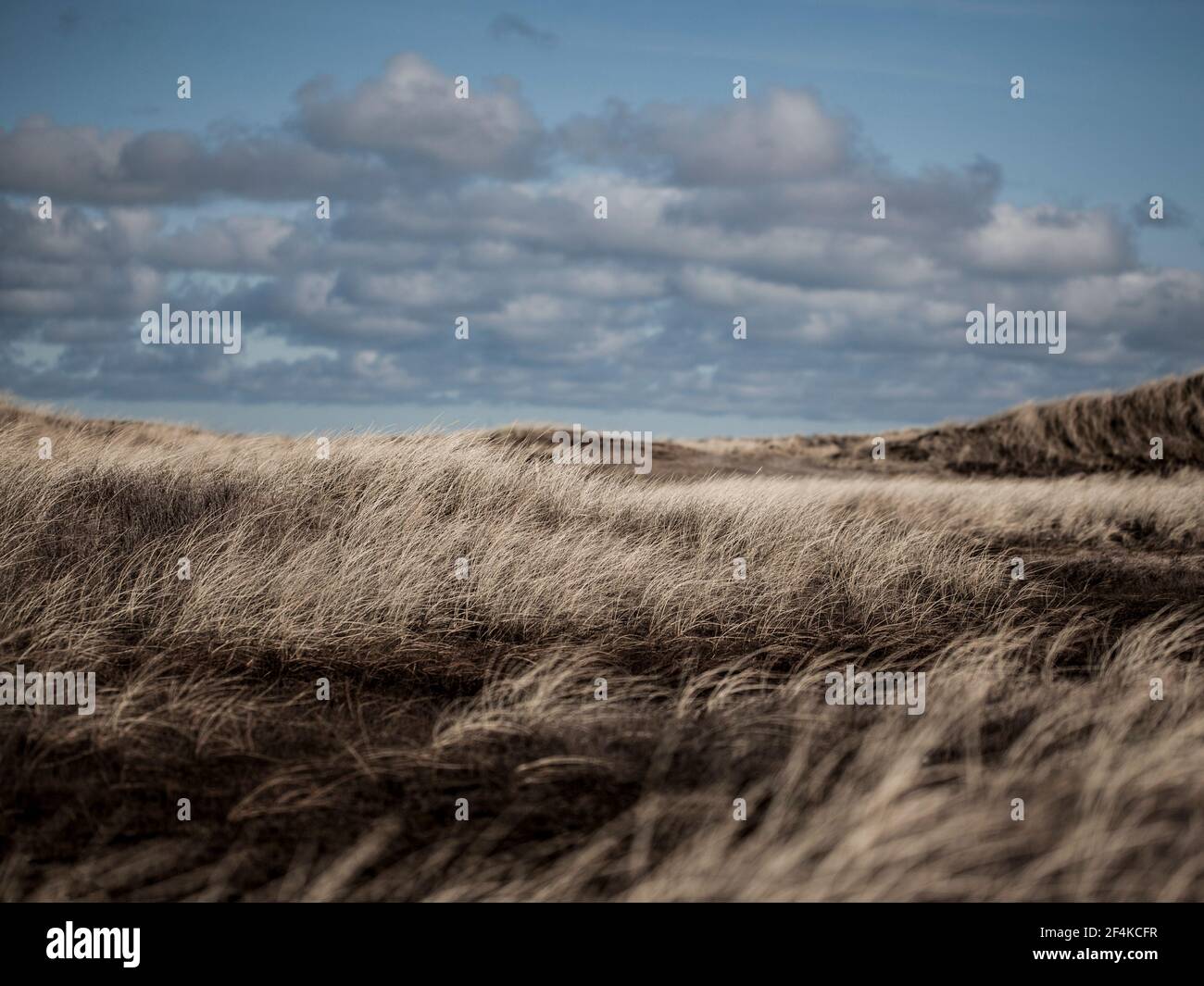 field of grass bushes on the beach Stock Photo - Alamy