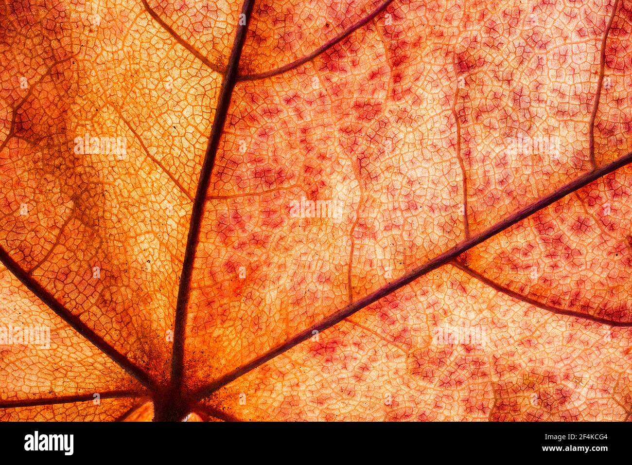 Dry leaf pattern and background. Leaf texture seen in back light Stock ...