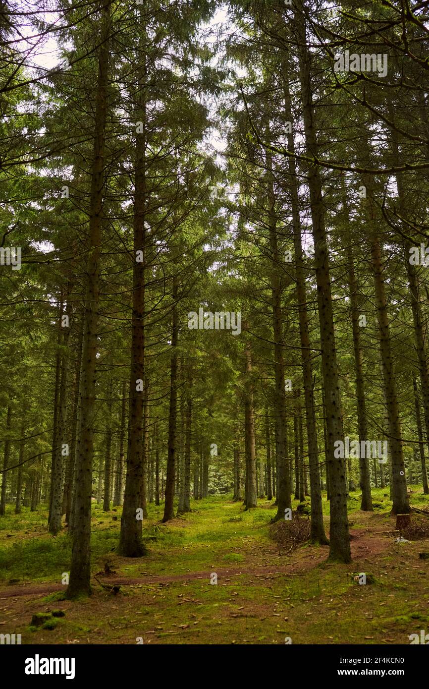 tall trees in a forest making a path Stock Photo - Alamy