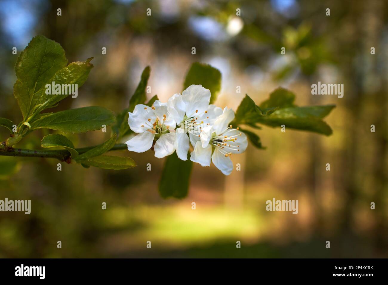 Branch with flowers and leaves hi-res stock photography and images - Alamy