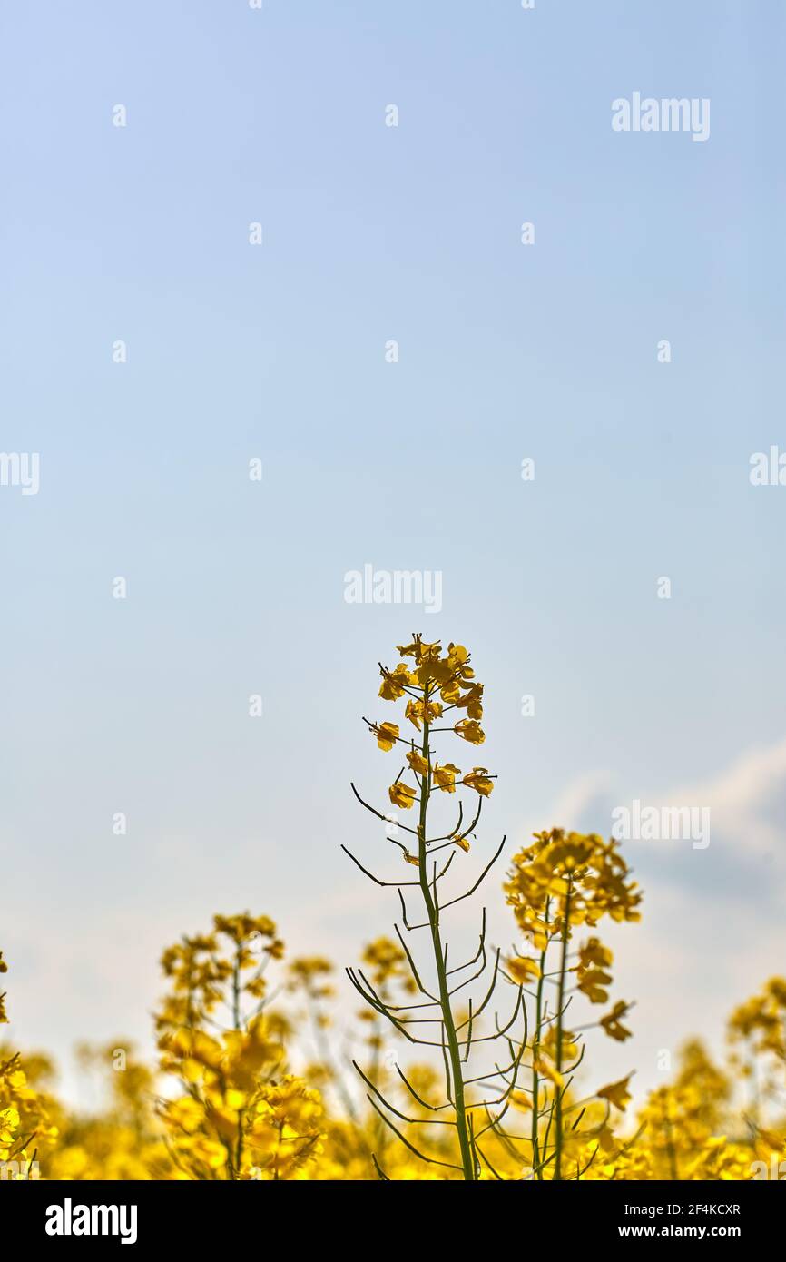 Raps oil hi-res stock photography and images - Alamy