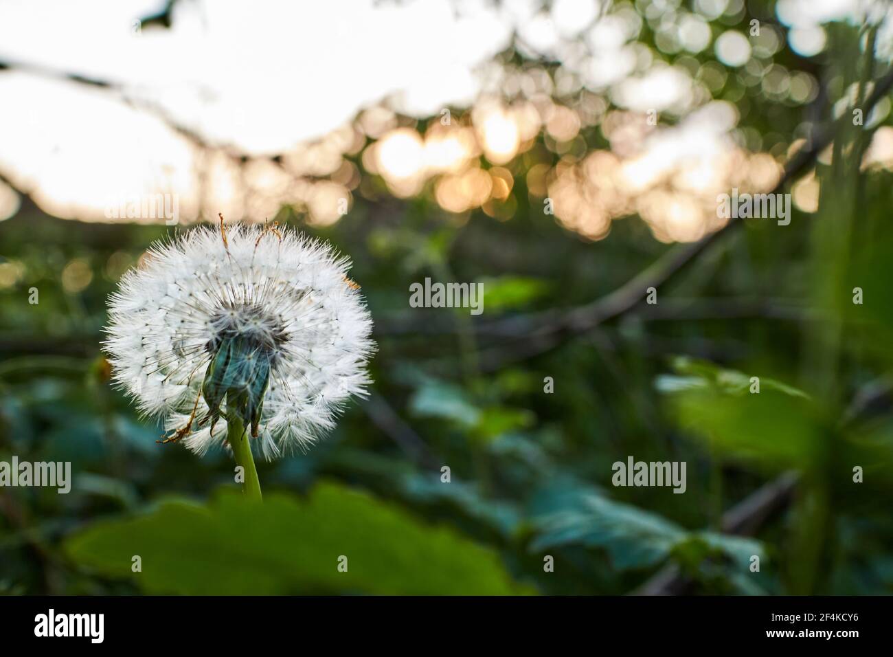 Full dandelion clock hi-res stock photography and images - Alamy