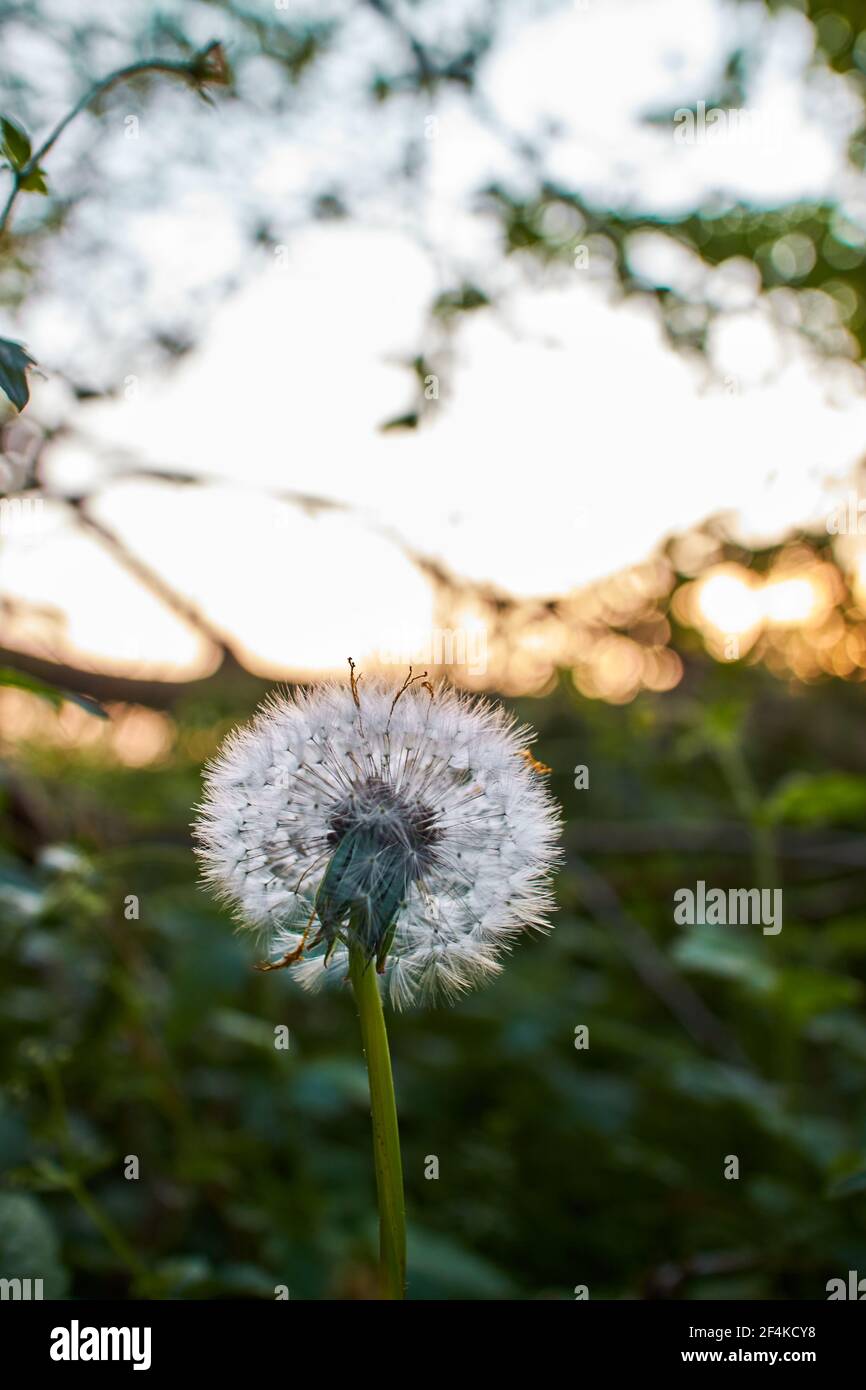 Full dandelion clock hi-res stock photography and images - Alamy