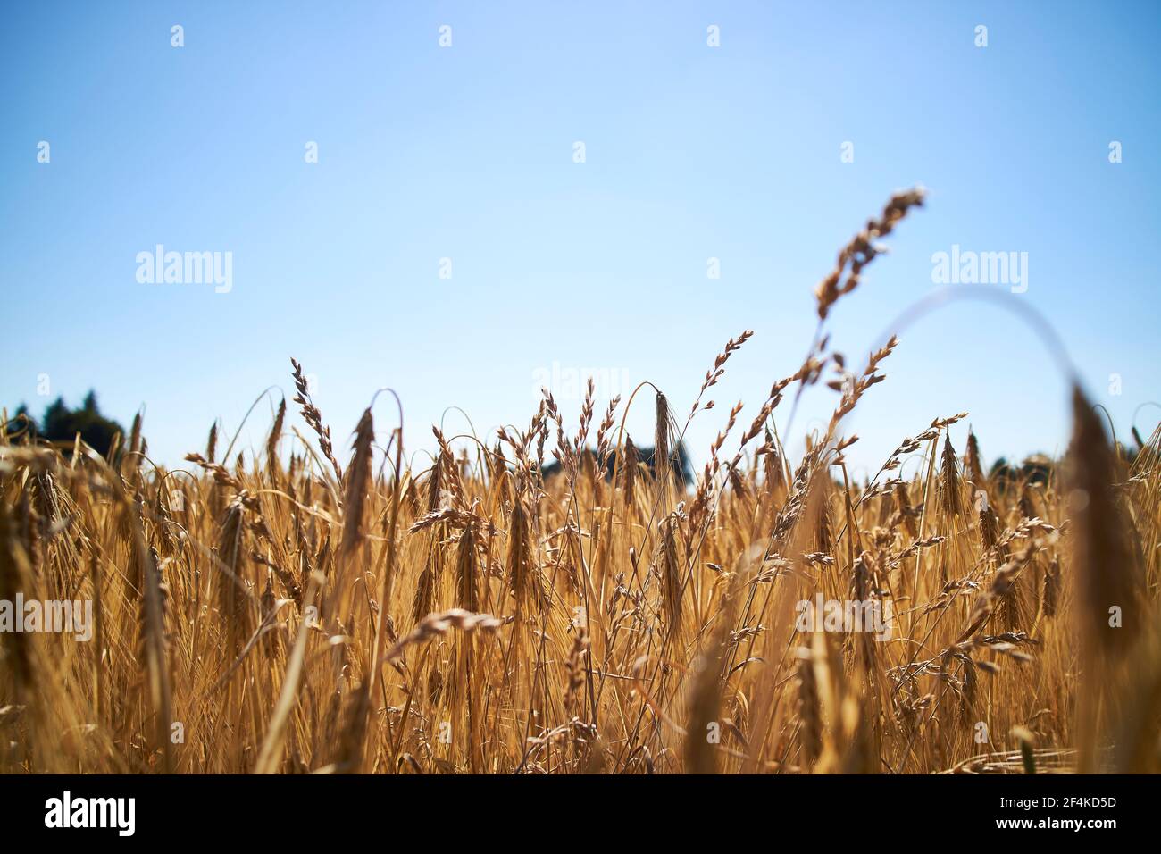 Field of grains hi-res stock photography and images - Alamy