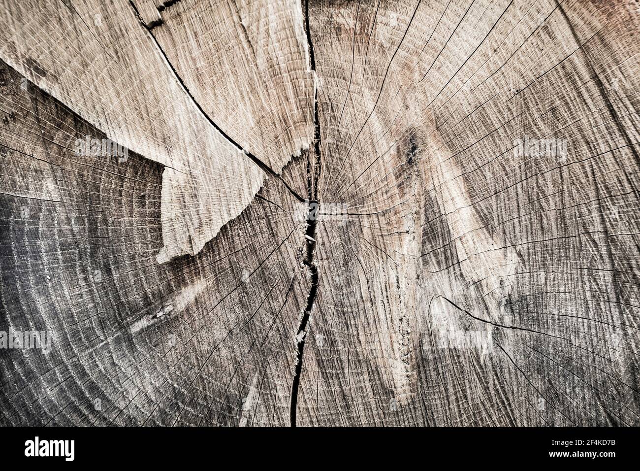 close up of light brown wood stump texture background Stock Photo - Alamy