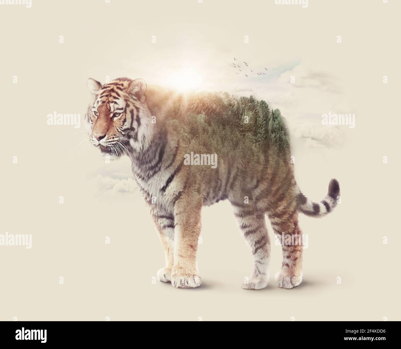 Double exposure with a tiger Stock Photo - Alamy