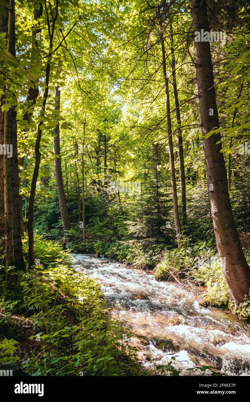 Mountain river in the forest. Sunlight shining through tree branches in ...