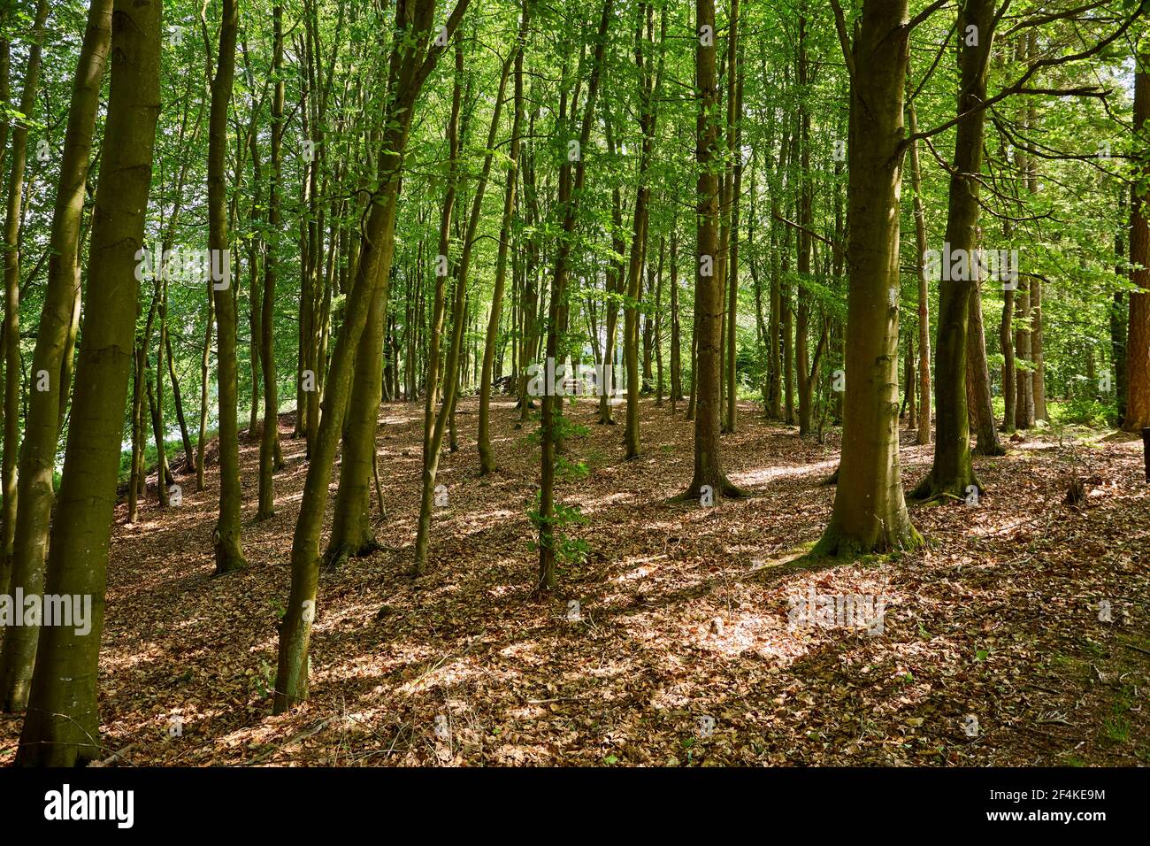 inside a forest with tall tress and leaves on the ground Stock Photo ...