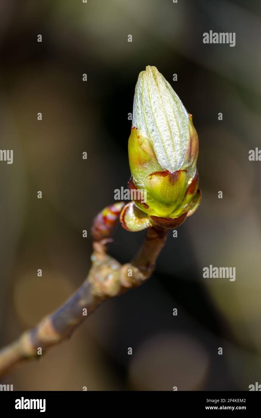 Sticky bud hi-res stock photography and images - Alamy