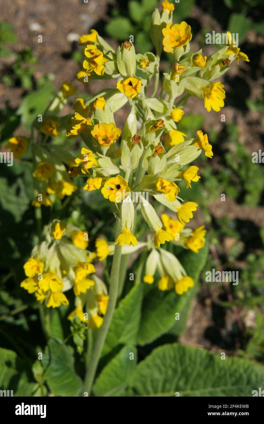 Yellow cowslip hi-res stock photography and images - Alamy