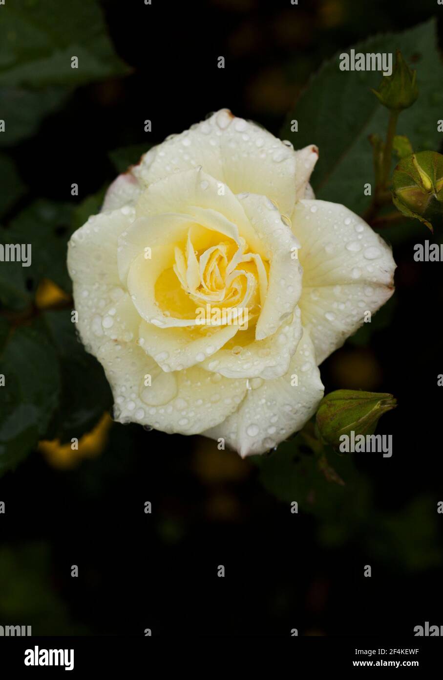 WATER DROPS ON YELLOW ROSE Stock Photo - Alamy