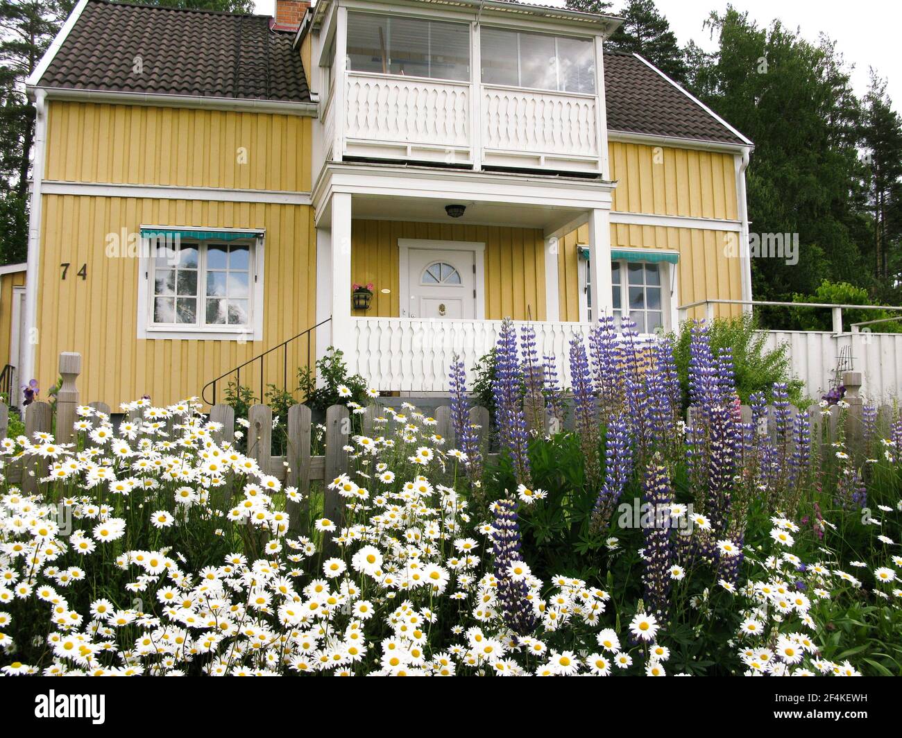 OX-EYE DAISY Leucanthemum Vulgare Stock Photo - Alamy