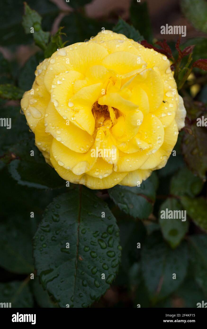 Yellow water rose hi-res stock photography and images - Alamy