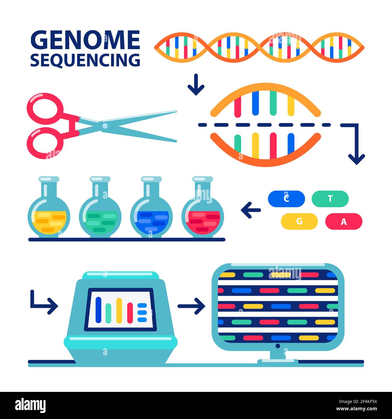 genome sequencing infographic. Human genome project. Flat style vector ...