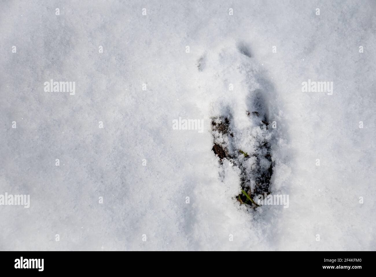 Deer footprint hi-res stock photography and images - Alamy