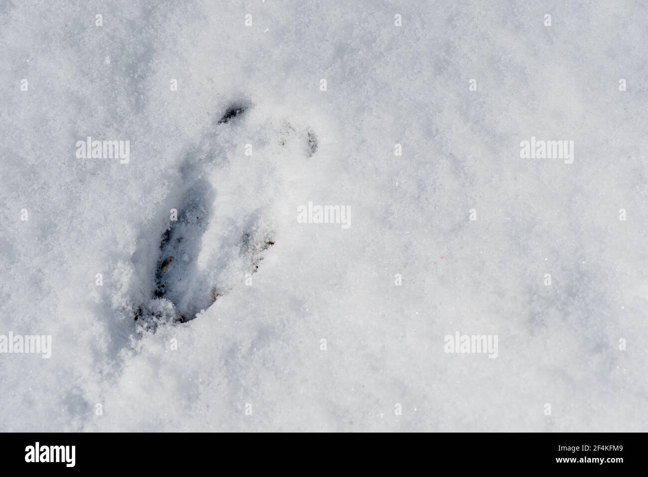 Deer footprint in the snow in winter or spring in the forest or woods ...