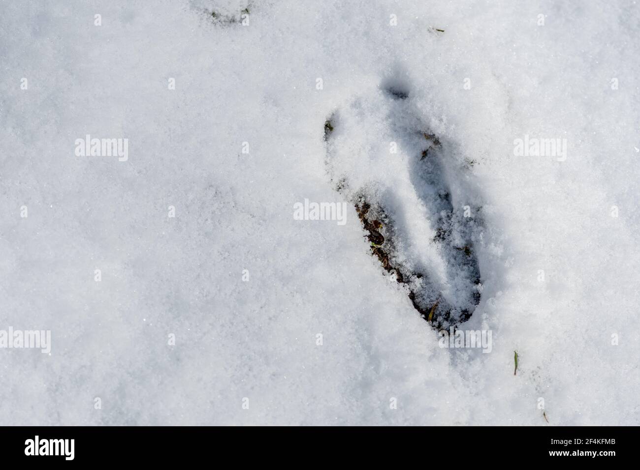 Deer footprint in the snow in winter or spring in the forest or woods ...