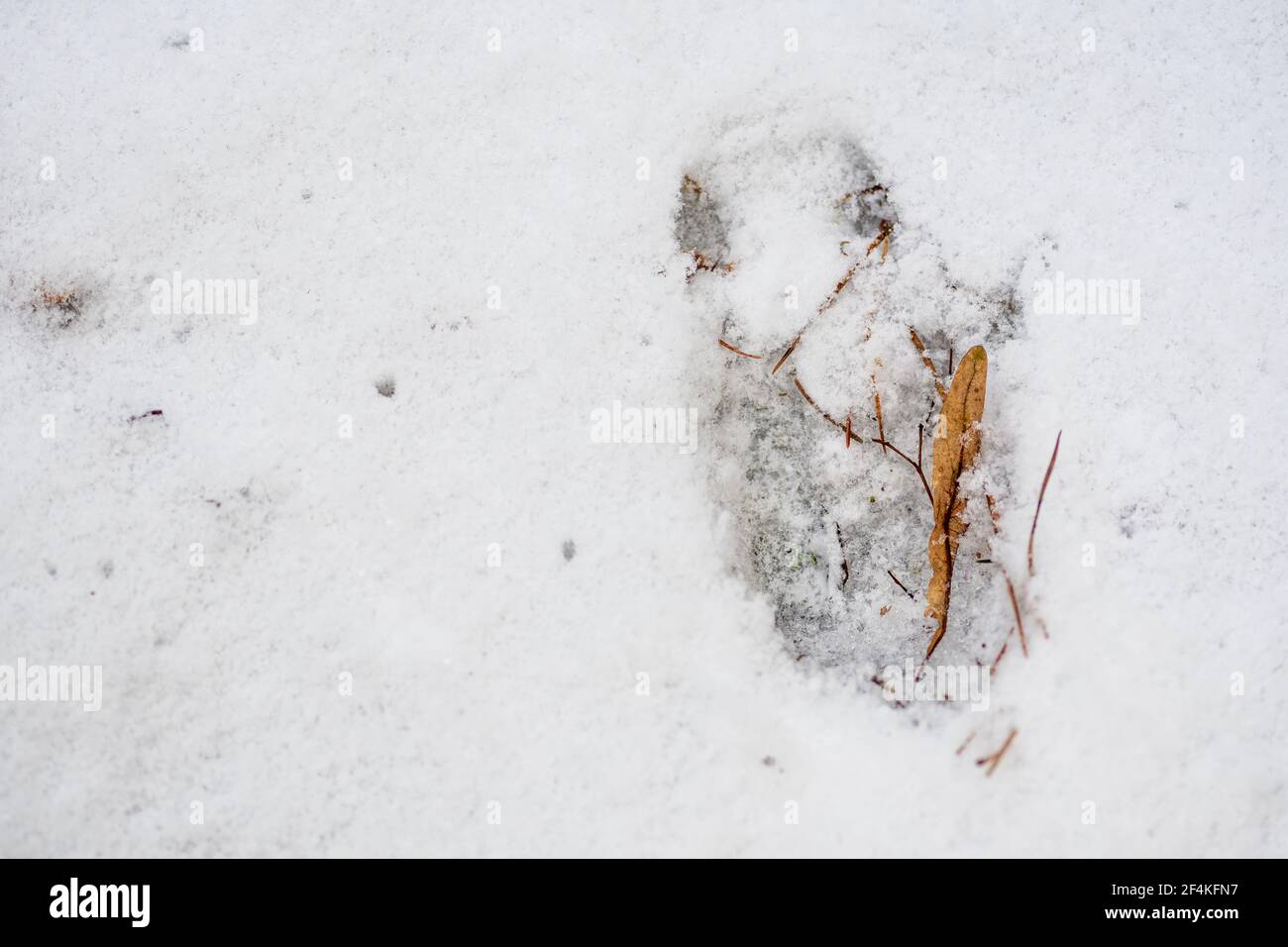 Deer footprint in the snow in winter or spring in the forest or woods ...