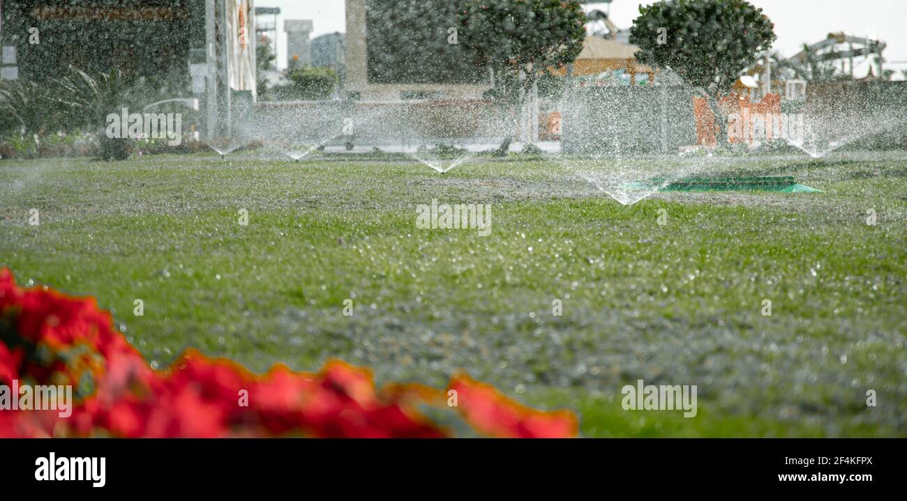 Cool season turf grass hi-res stock photography and images - Alamy