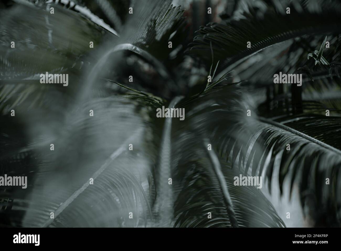 Tropical branches of palm trees with textured leaves. Vegetation ...