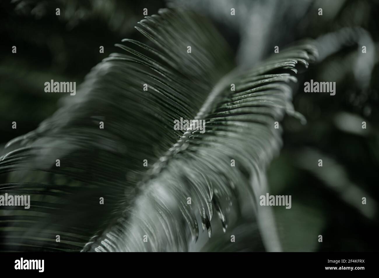 Tropical branches of palm trees with textured leaves. Vegetation ...