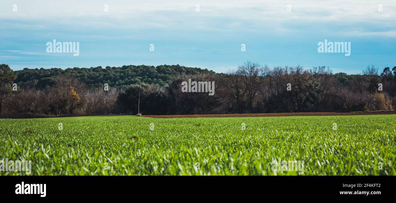 A big field of green grass Stock Photo - Alamy