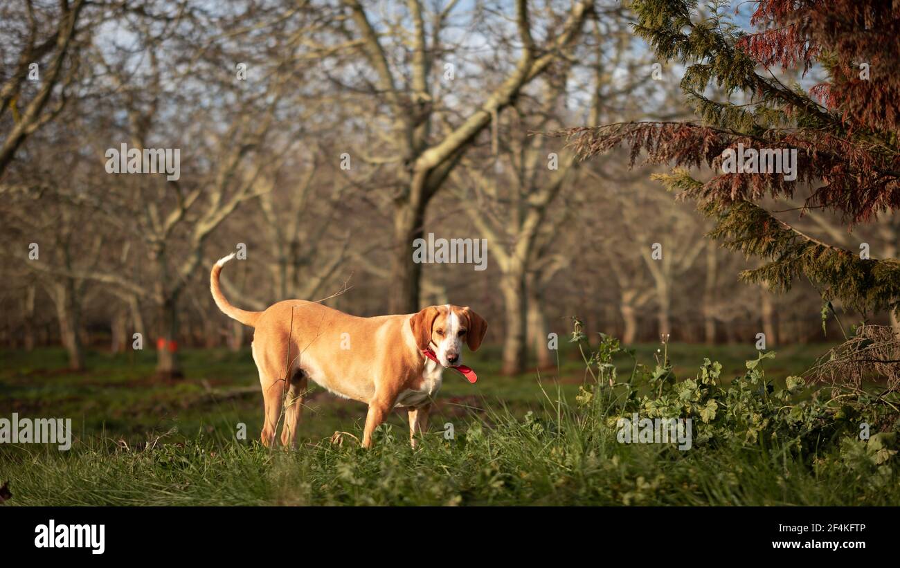 A dog walking outdoor at daylight Stock Photo - Alamy