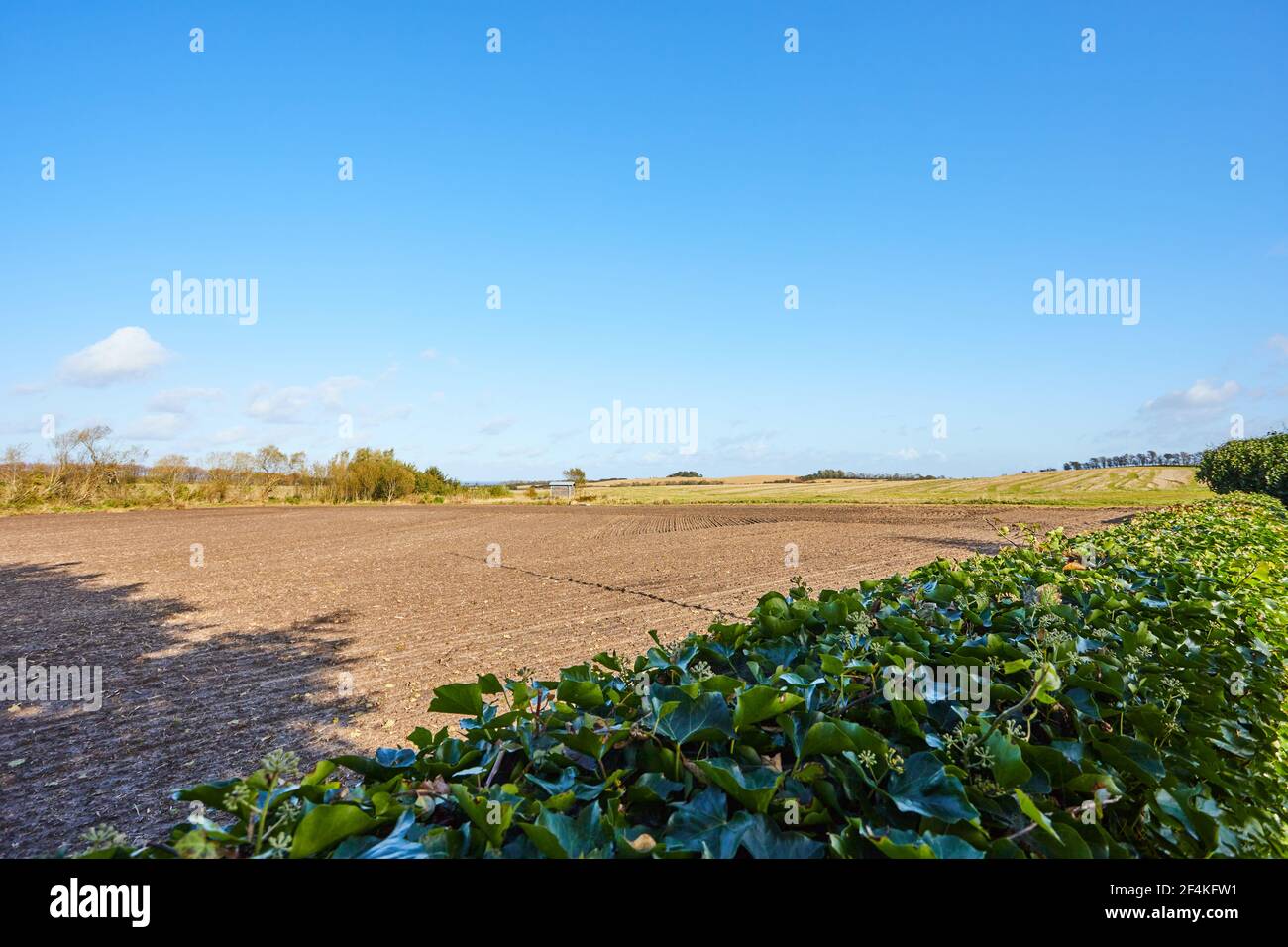 a large crop field with a clear blue sky Stock Photo - Alamy