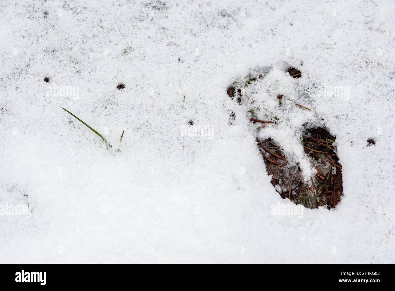 Deer footprint hi-res stock photography and images - Alamy
