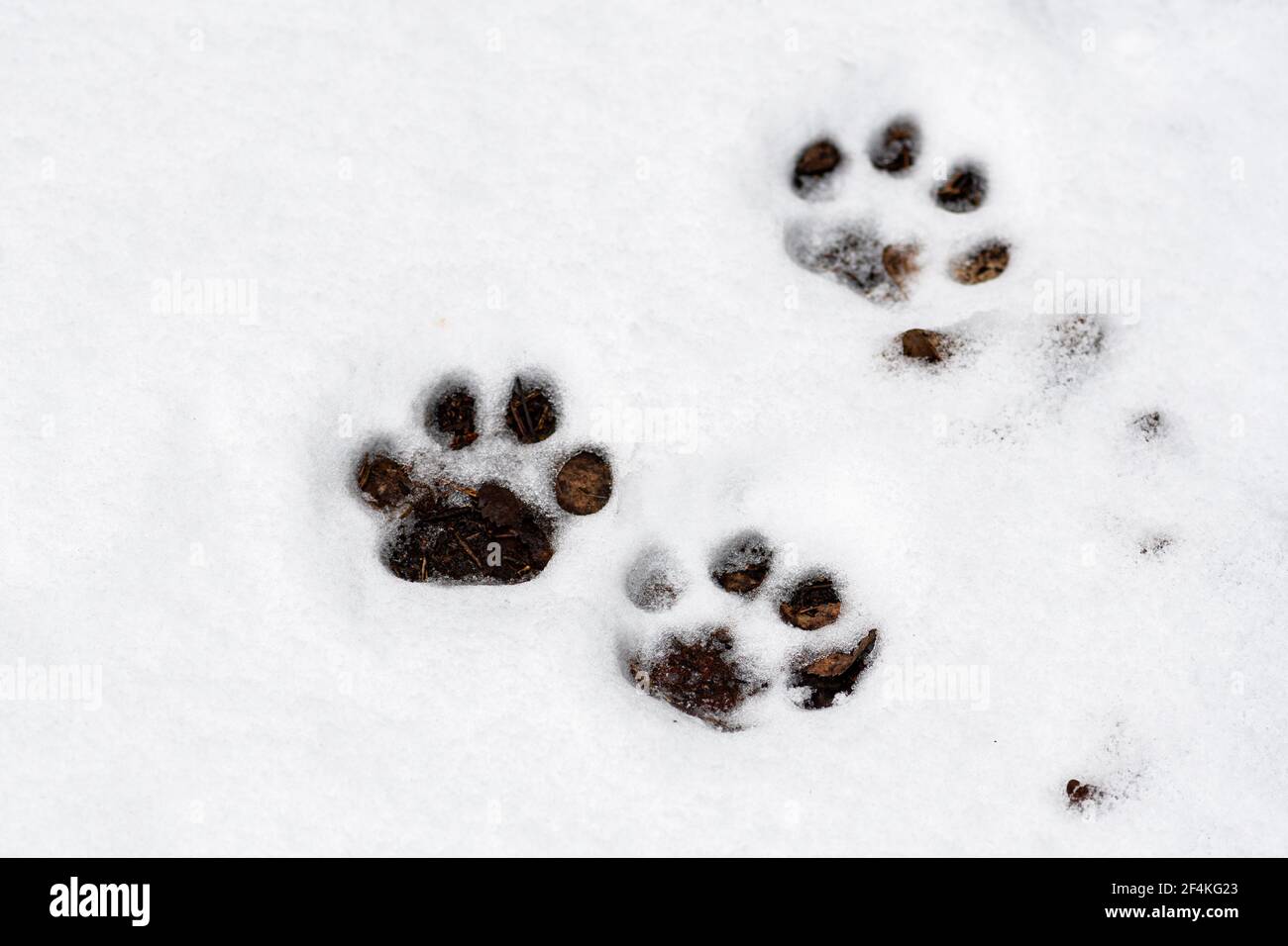 Dog paw print in snow hi-res stock photography and images - Alamy