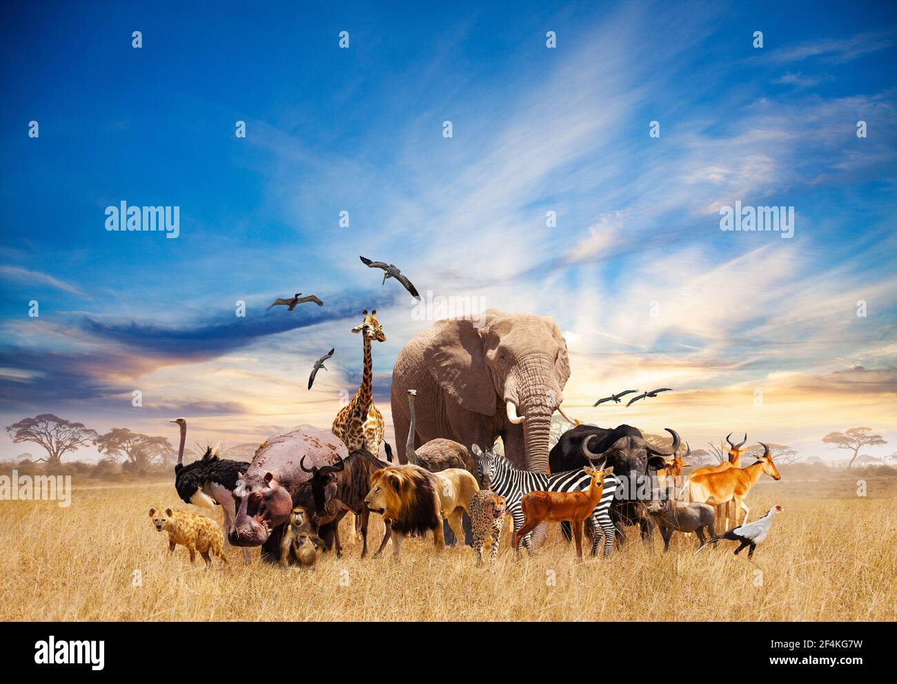 Animals in Africa giraffe, lion, elephant, others Stock Photo - Alamy