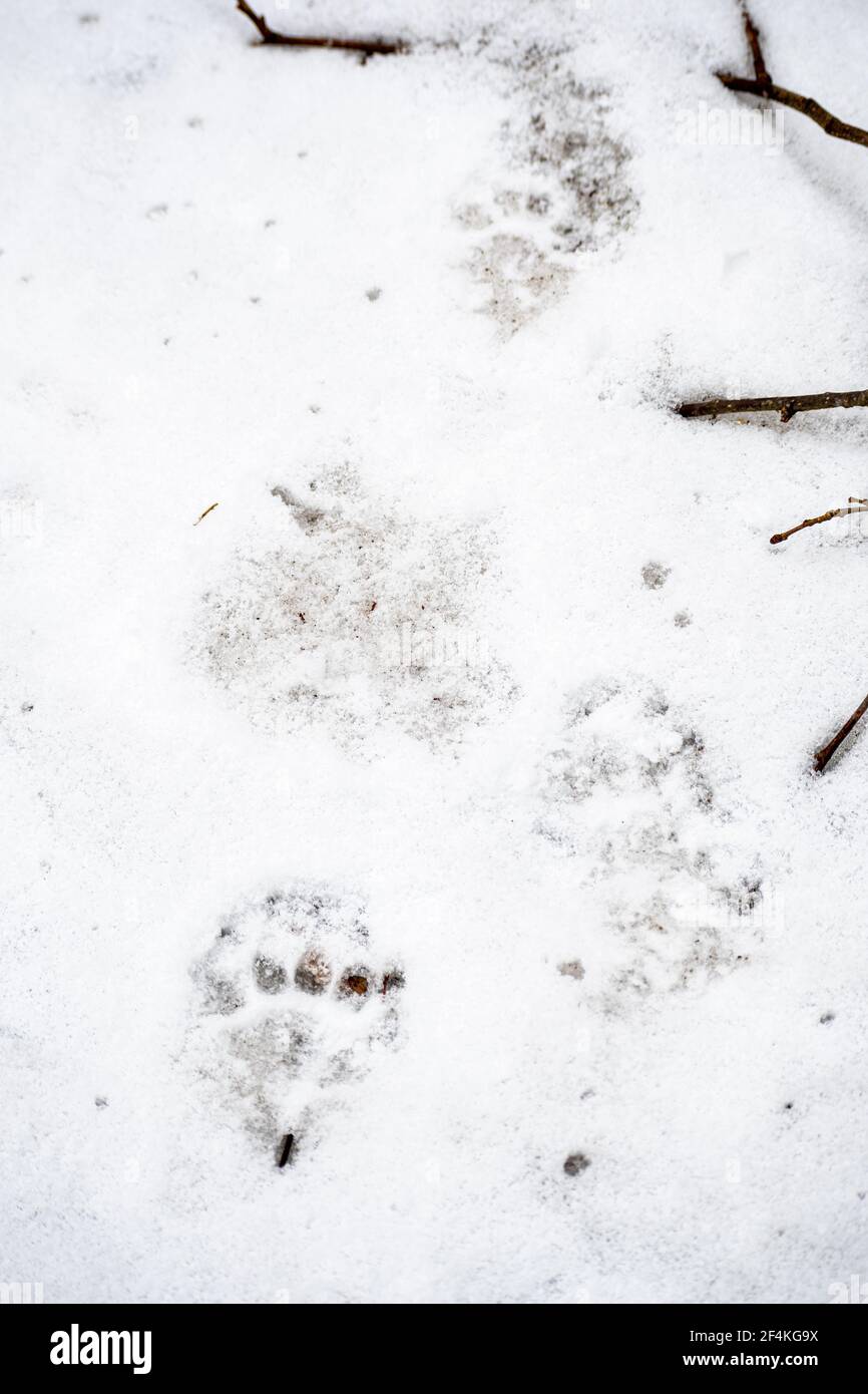 Badger footprint in the snow in winter or spring in the forest or woods ...